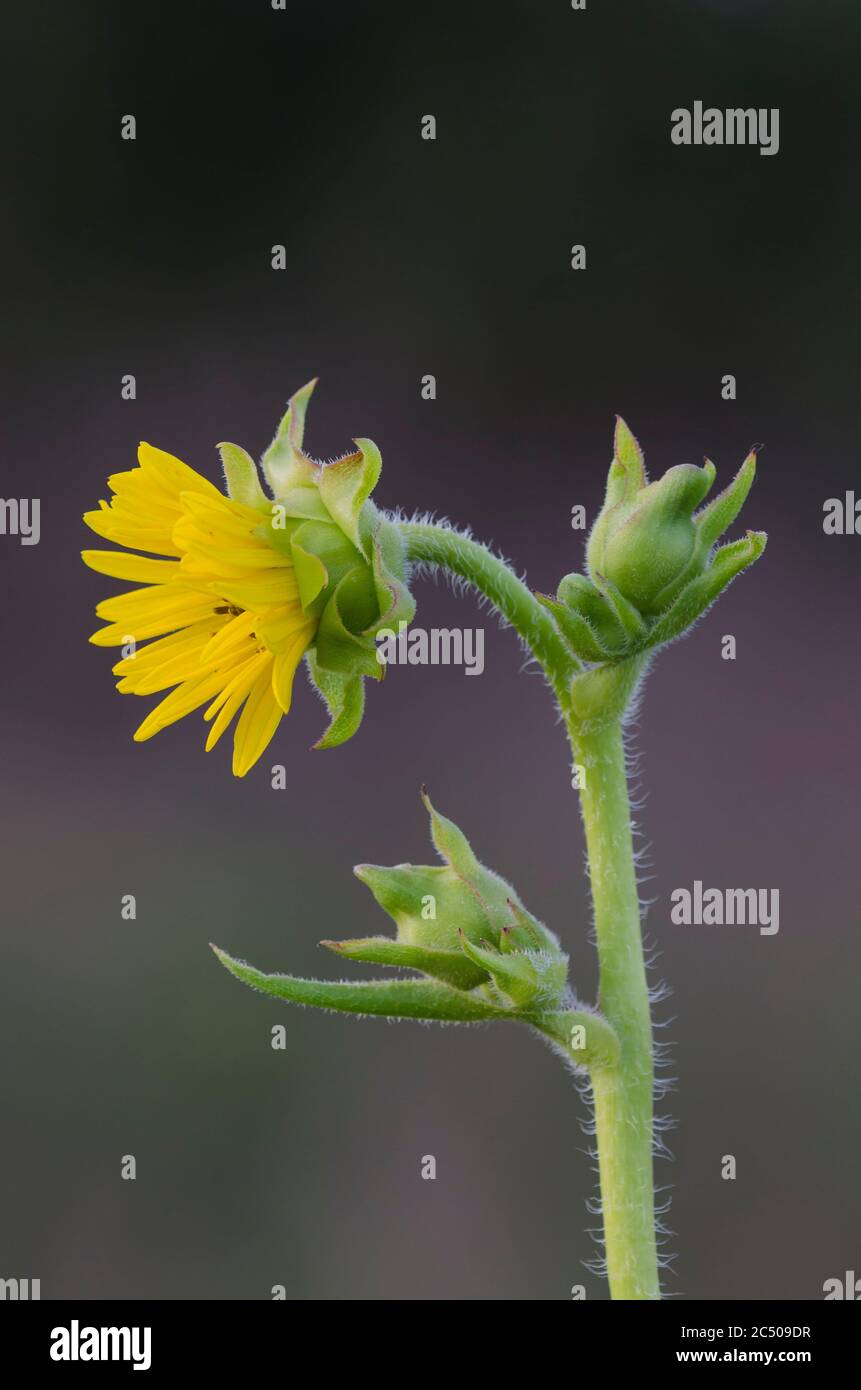 Compass Plant, Silphium laciniatum Stock Photo - Alamy