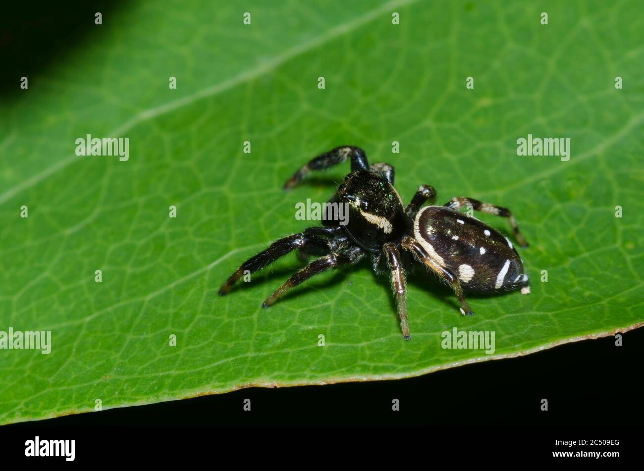 Jumping Spider, Paraphidippus aurantius Stock Photo - Alamy