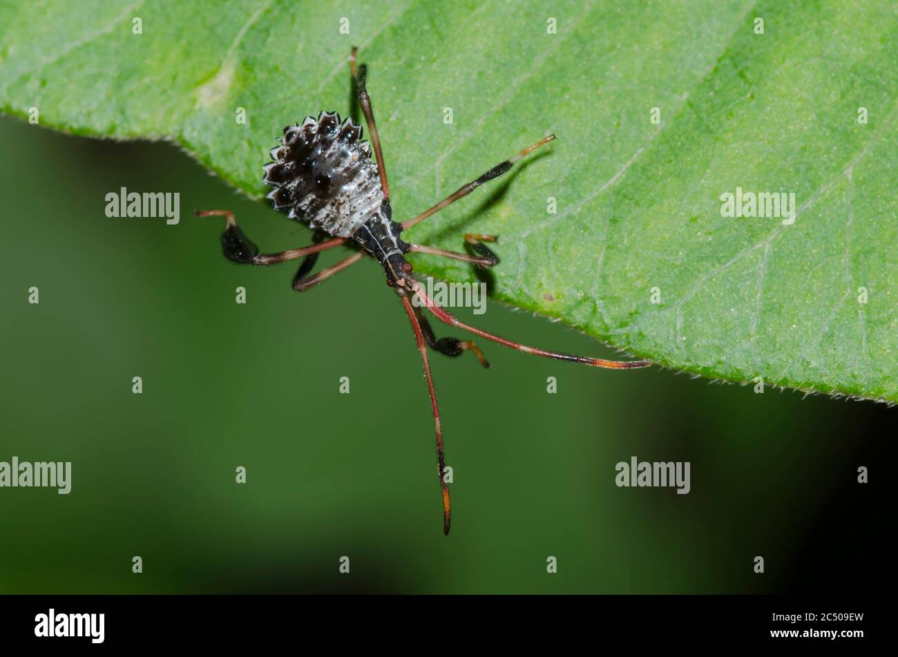 Leaf-footed Bug, Acanthocephala sp., nymph Stock Photo - Alamy