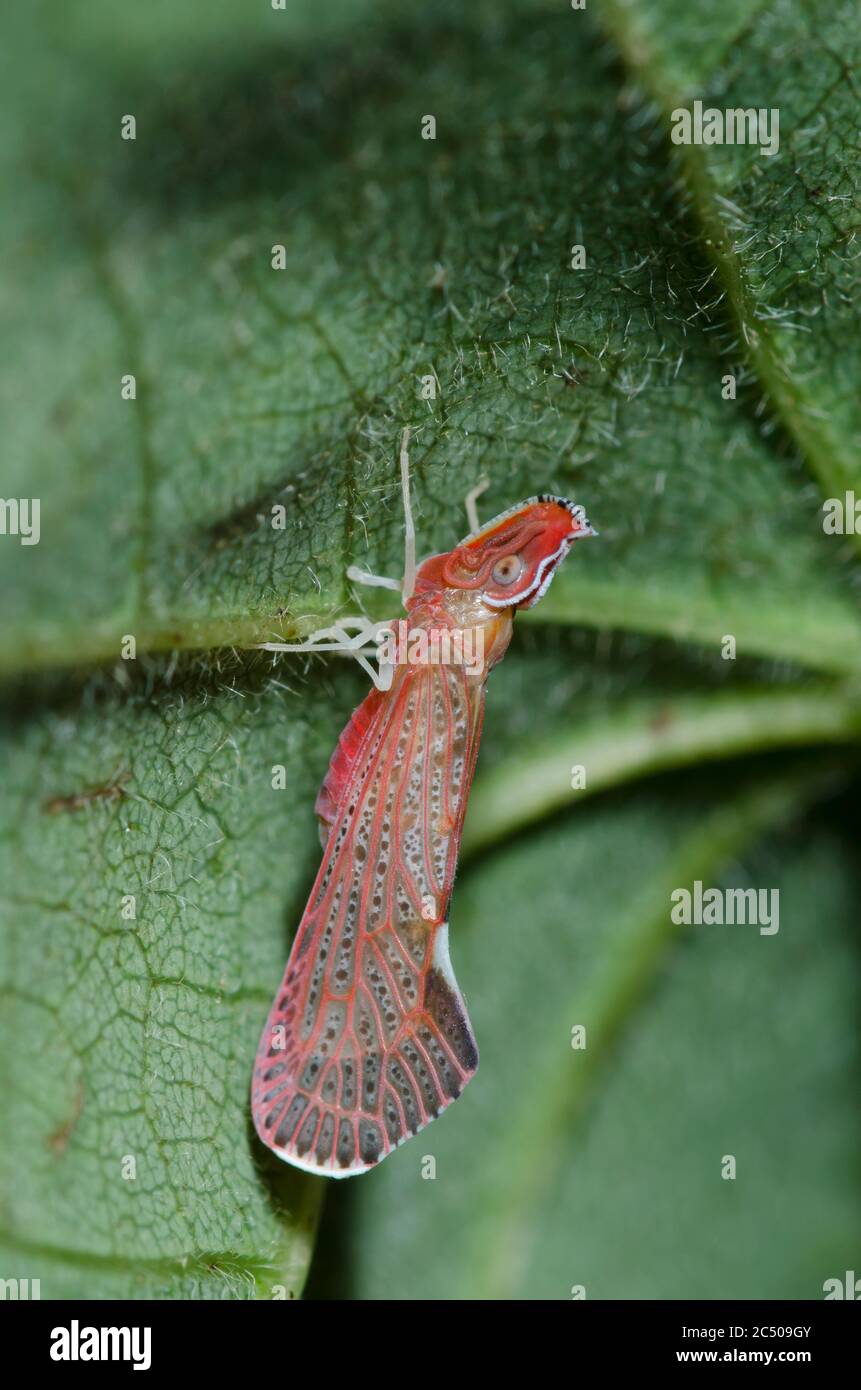 Planthopper hi-res stock photography and images - Alamy
