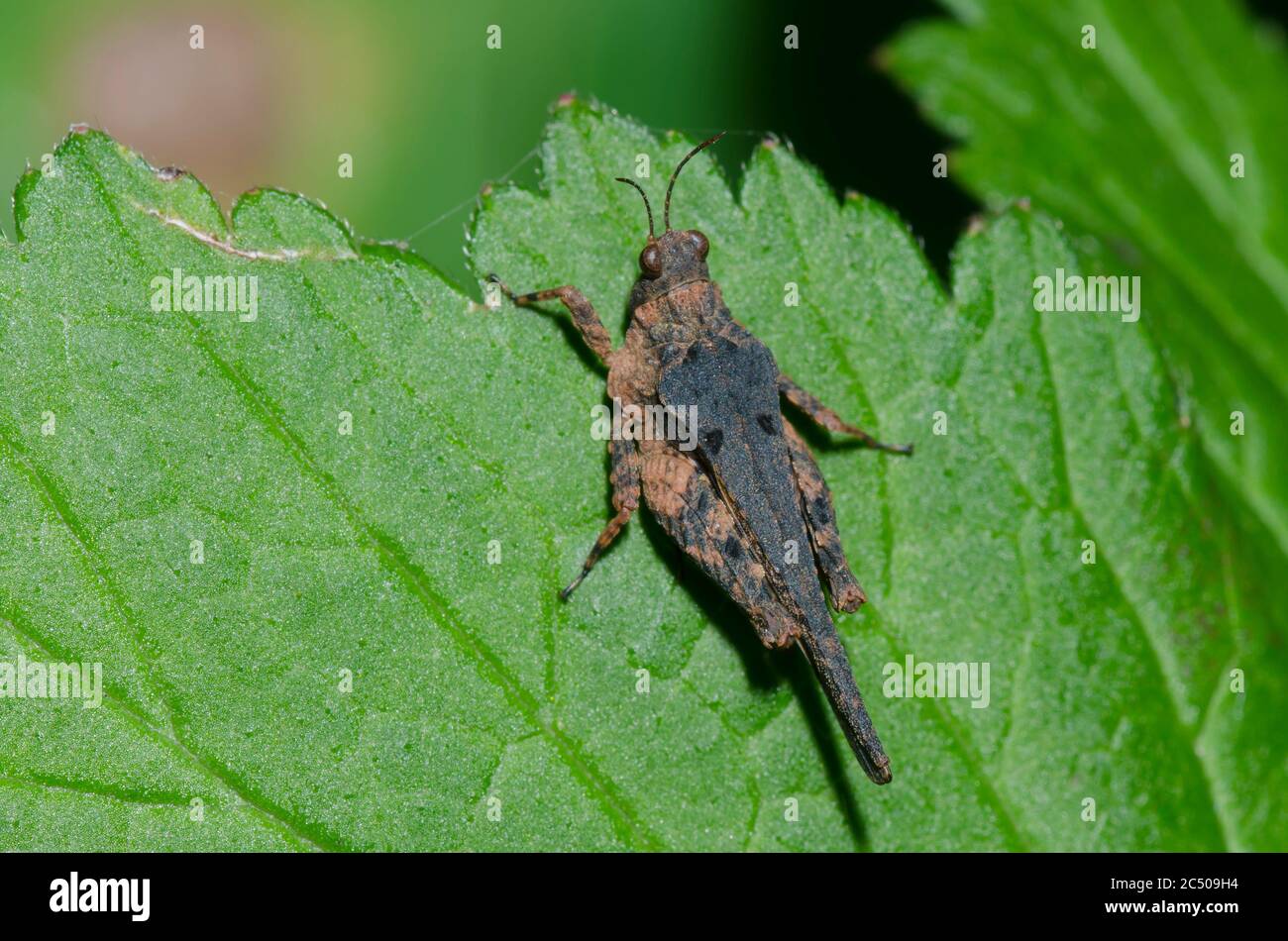 Tetrigidae caelifera hi-res stock photography and images - Alamy