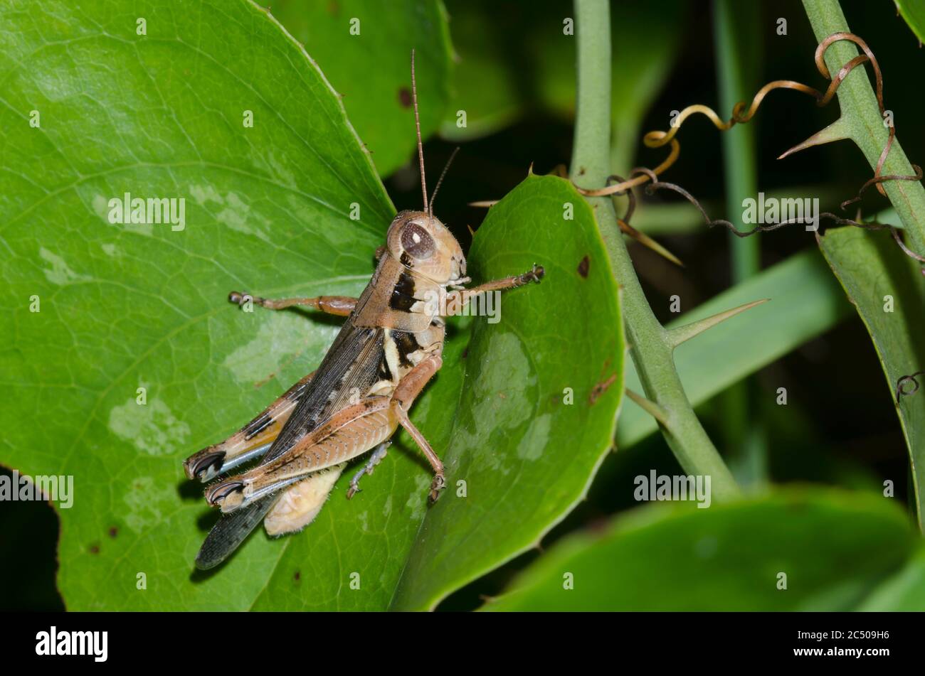 Spur-throated Grasshopper, Melanoplus sp., male Stock Photo - Alamy