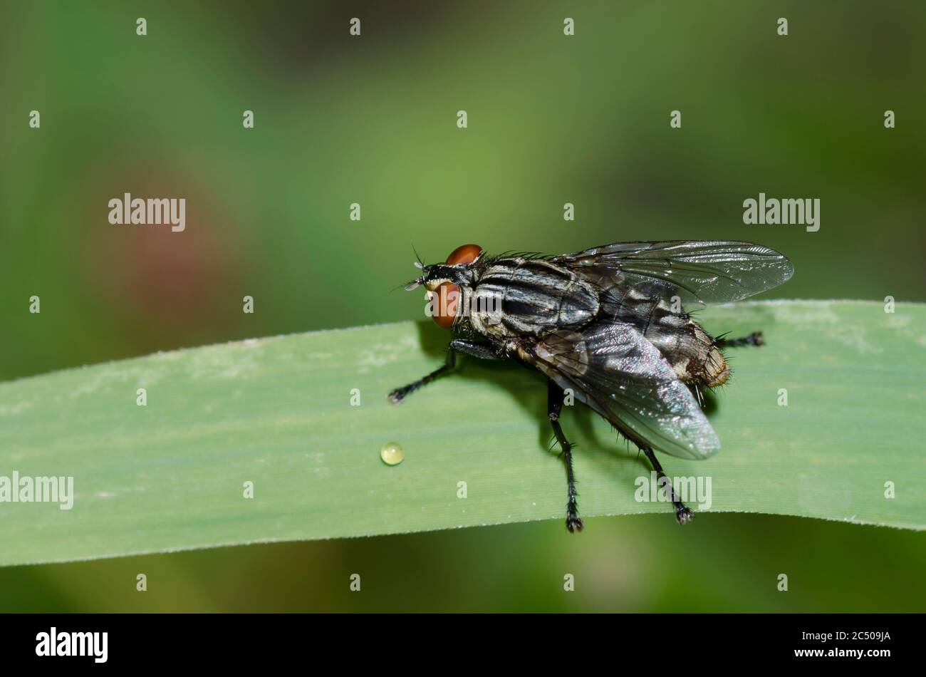 Flesh Fly, Family Sarcophagidae Stock Photo - Alamy