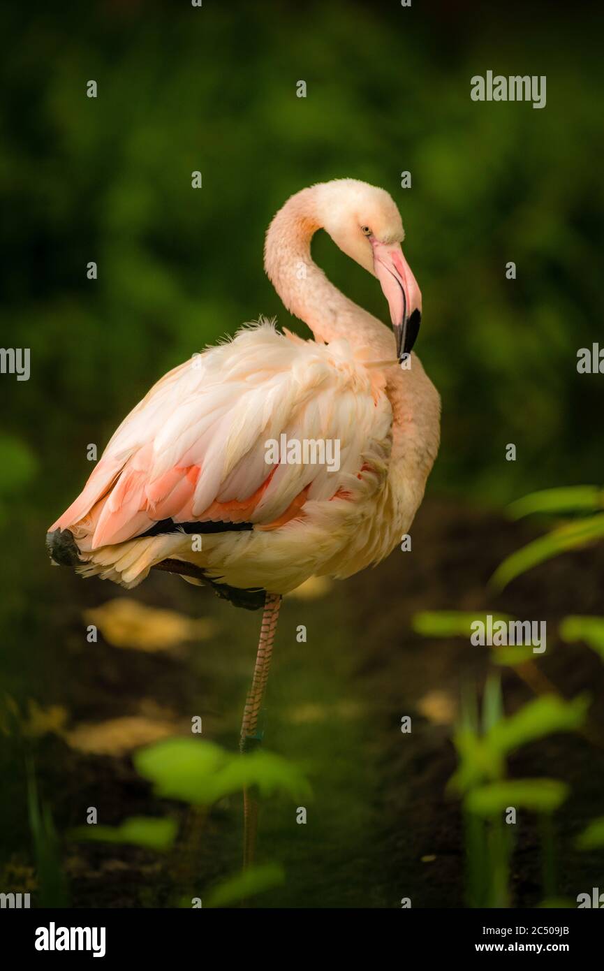 Flamingo wading wildlife hi-res stock photography and images - Alamy