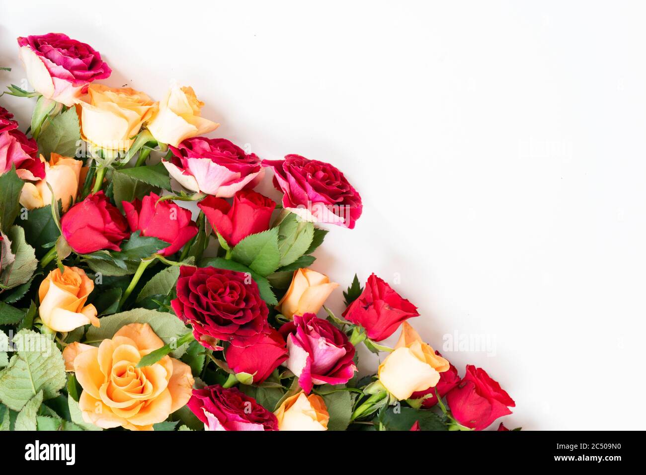 orange and red roses Stock Photo - Alamy