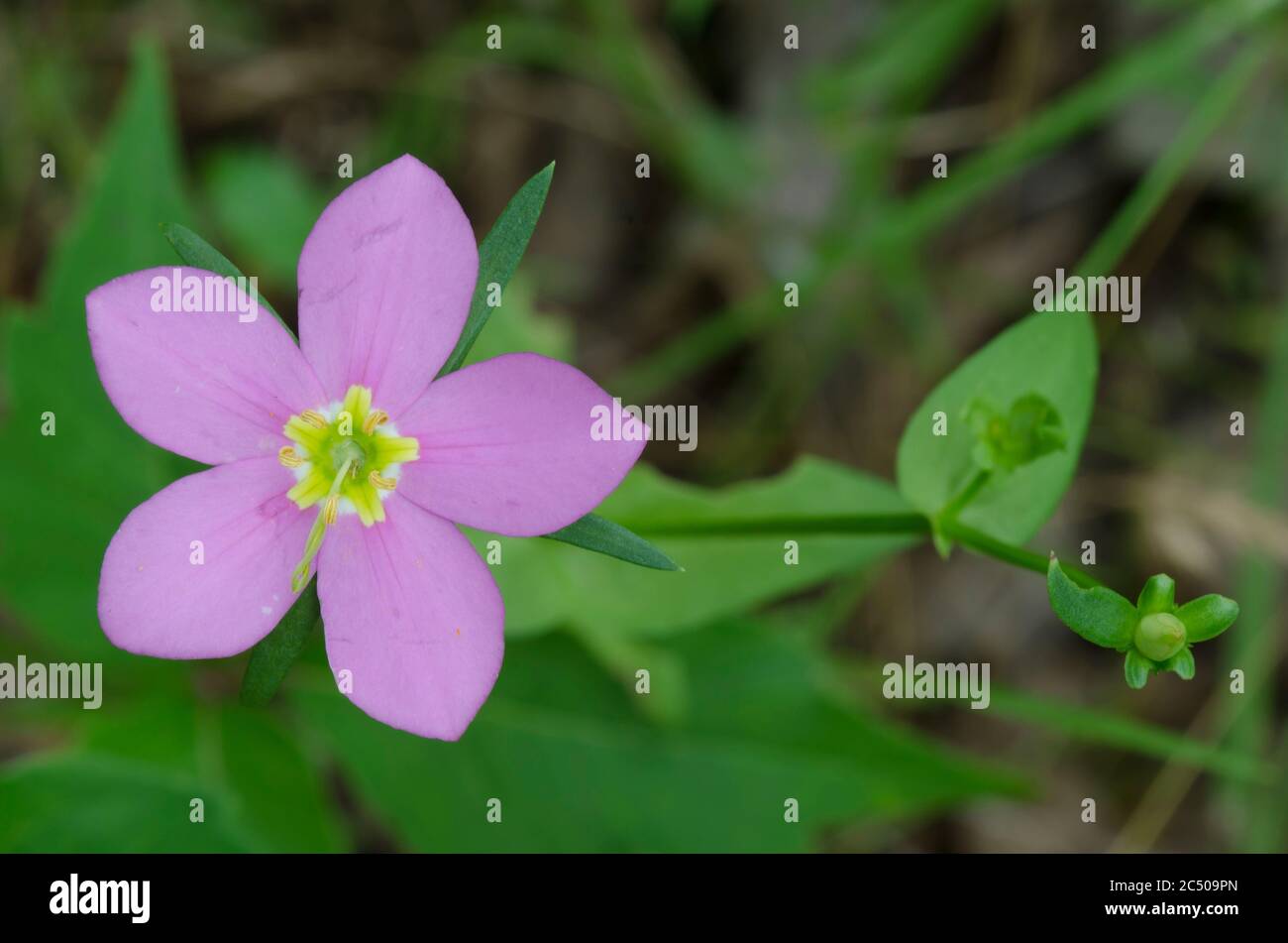Meadow Pink, Sabatia campestris Stock Photo - Alamy