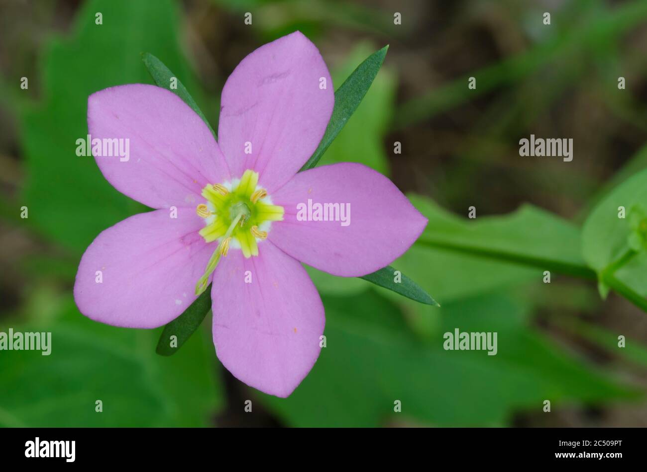 Western rose gentian hi-res stock photography and images - Alamy