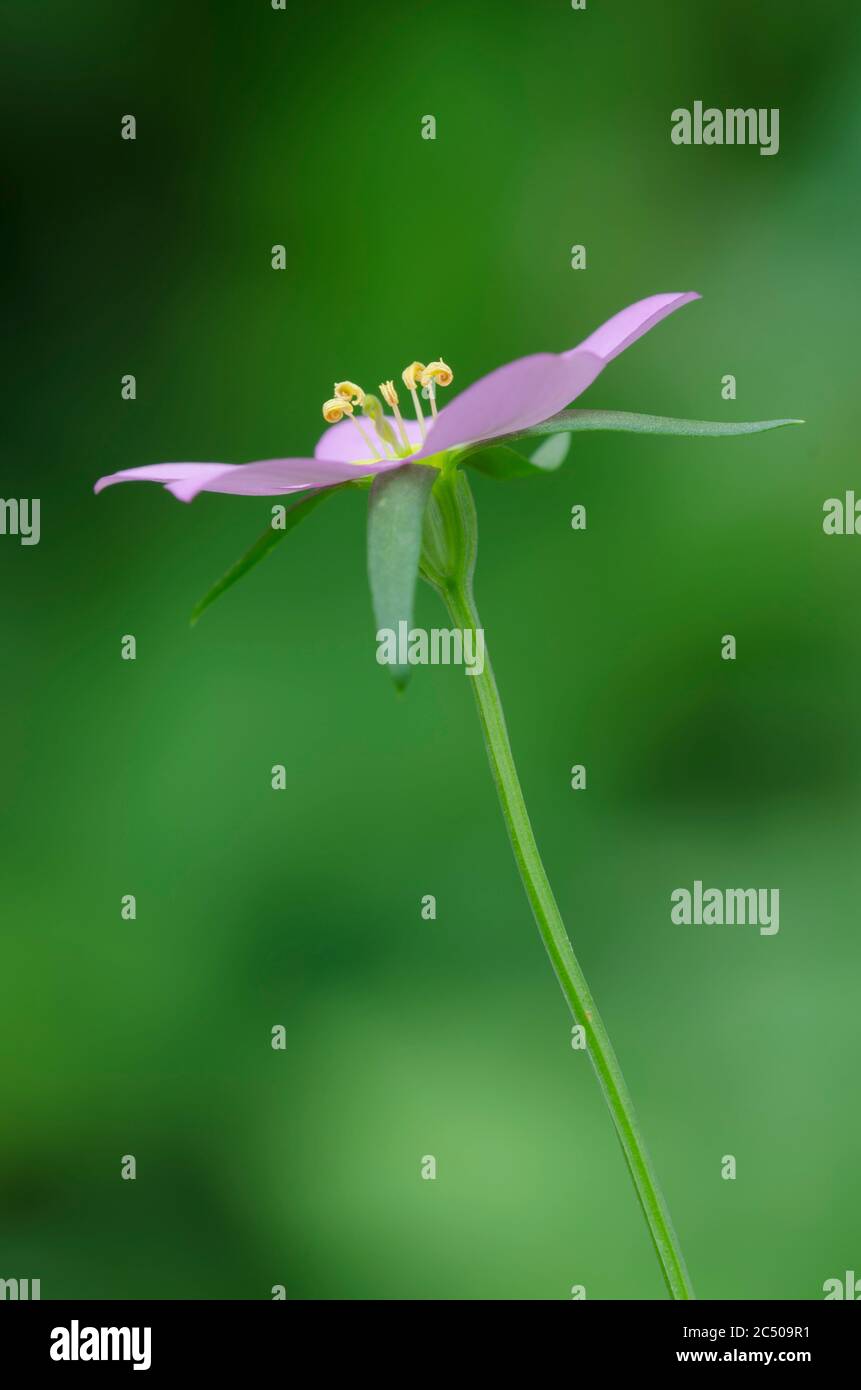 Sabatia campestris hi-res stock photography and images - Alamy