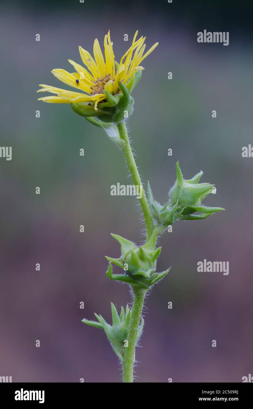 Compass Plant, Silphium laciniatum Stock Photo - Alamy