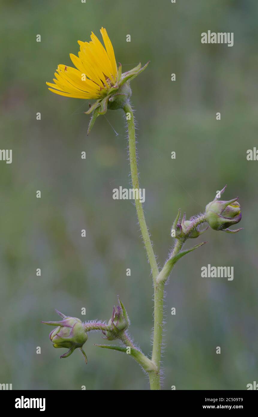 Compass Plant, Silphium laciniatum Stock Photo - Alamy
