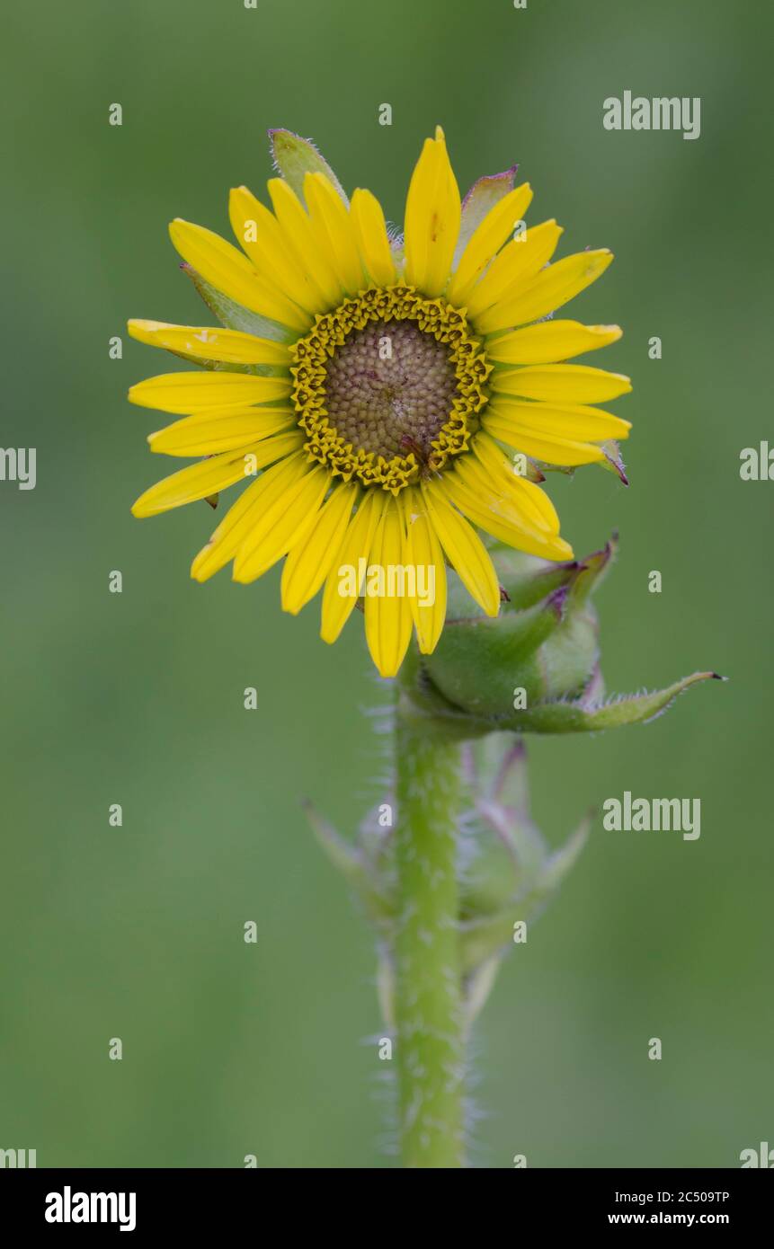 Compass Plant, Silphium laciniatum Stock Photo - Alamy