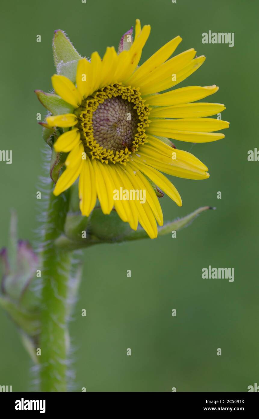 Compass Plant, Silphium laciniatum Stock Photo - Alamy