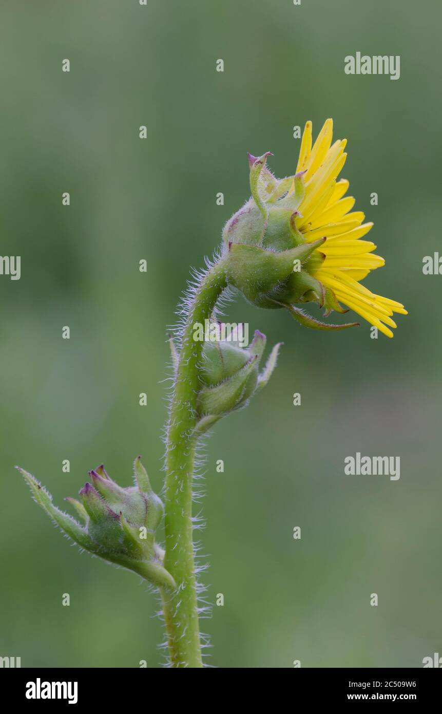 Compass Plant, Silphium laciniatum Stock Photo - Alamy