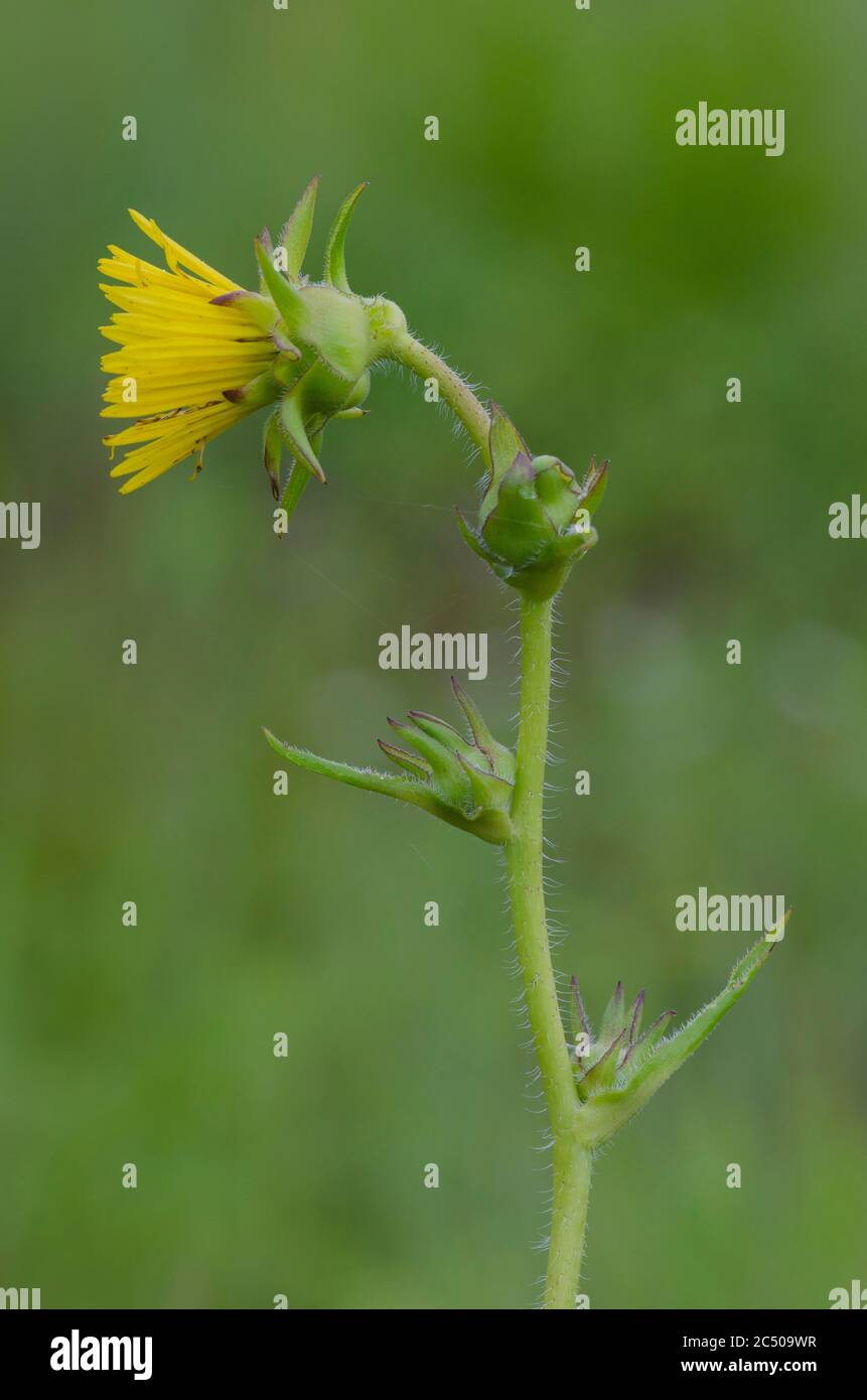 Compass Plant, Silphium laciniatum Stock Photo - Alamy