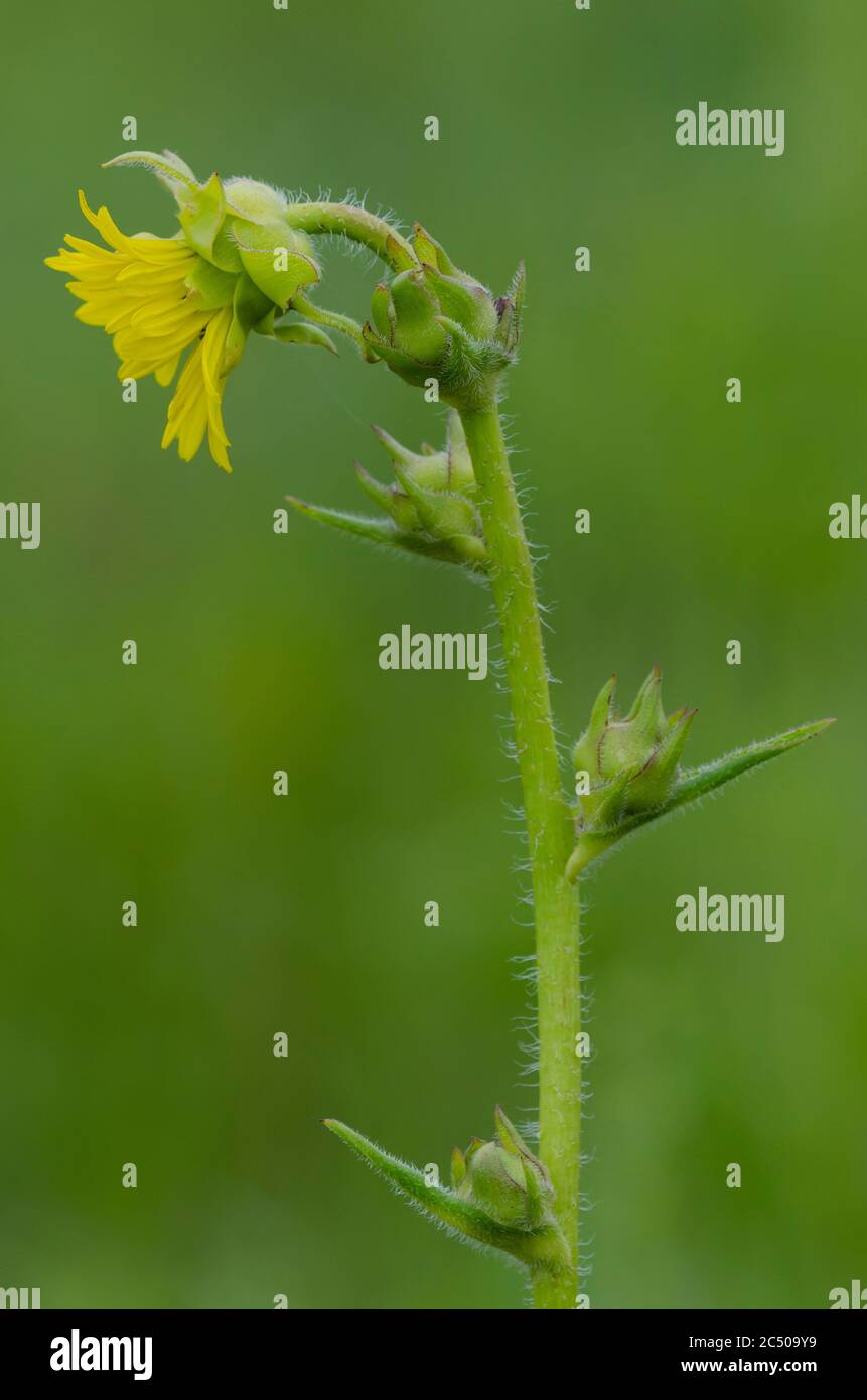 Compass Plant, Silphium laciniatum Stock Photo - Alamy
