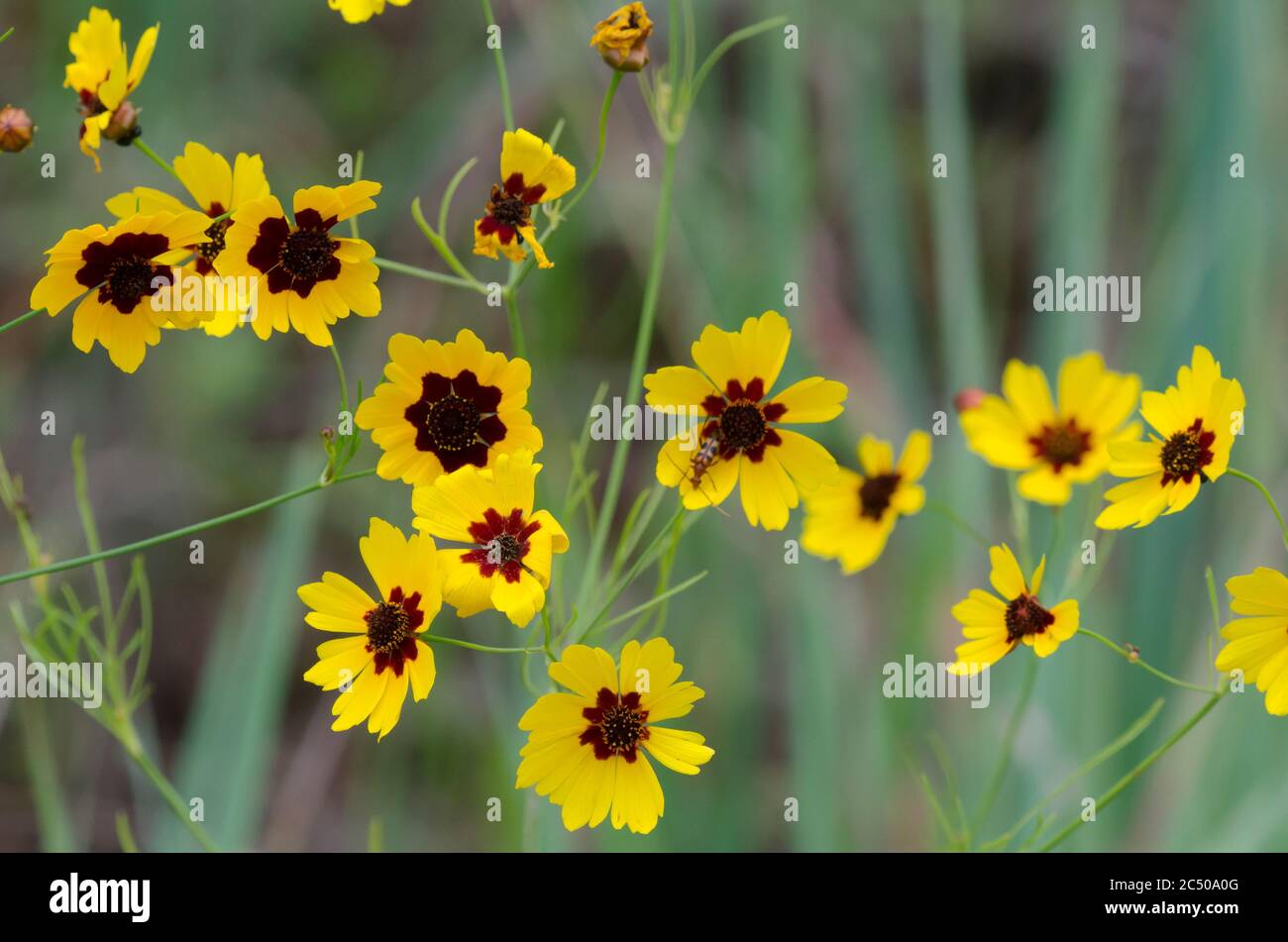 Golden tickseed hi-res stock photography and images - Alamy