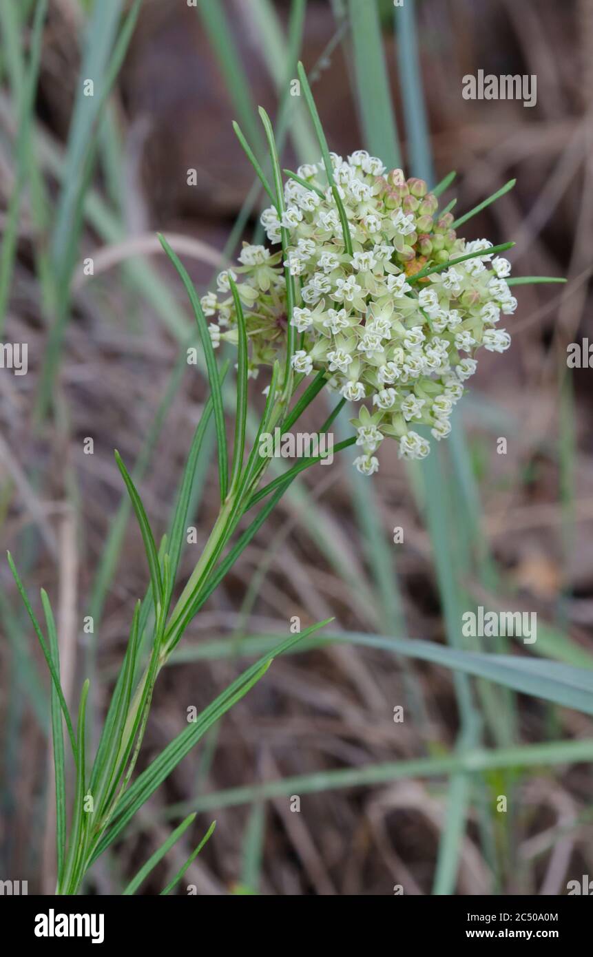 Whorled High Resolution Stock Photography and Images - Alamy