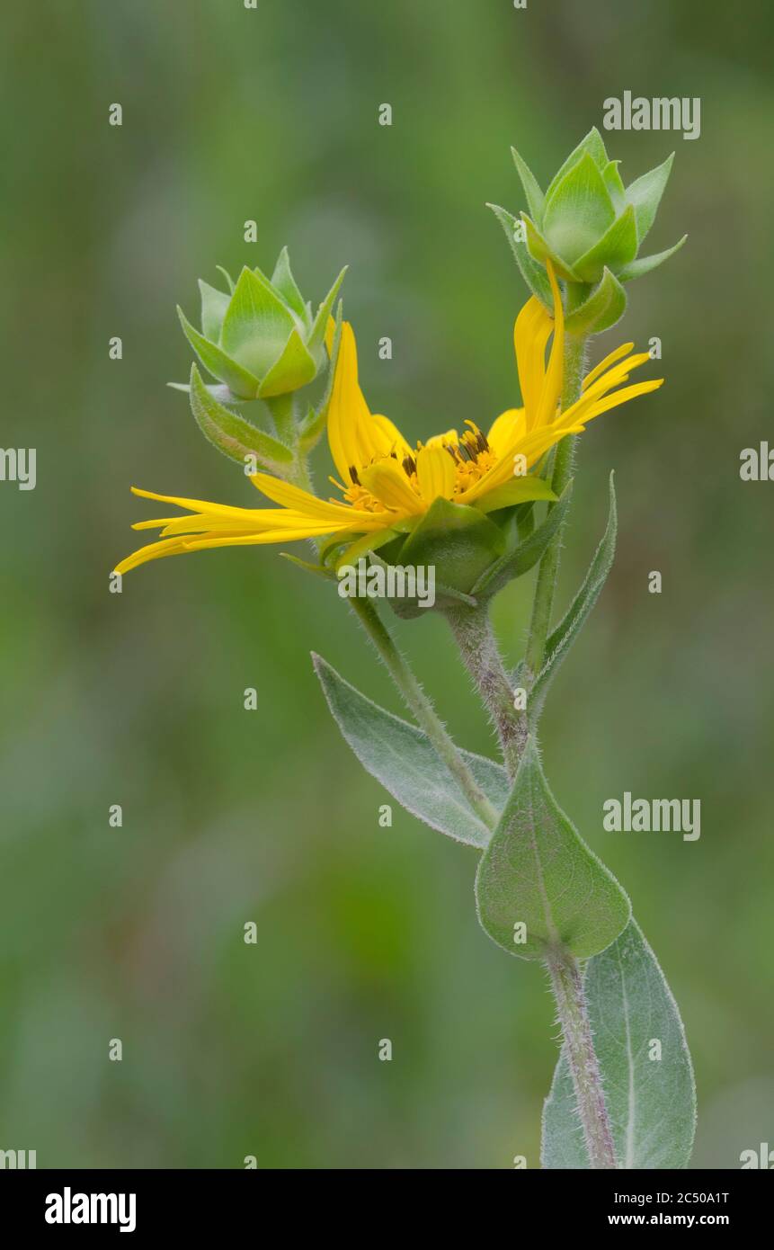 Rosinweed hi-res stock photography and images - Alamy