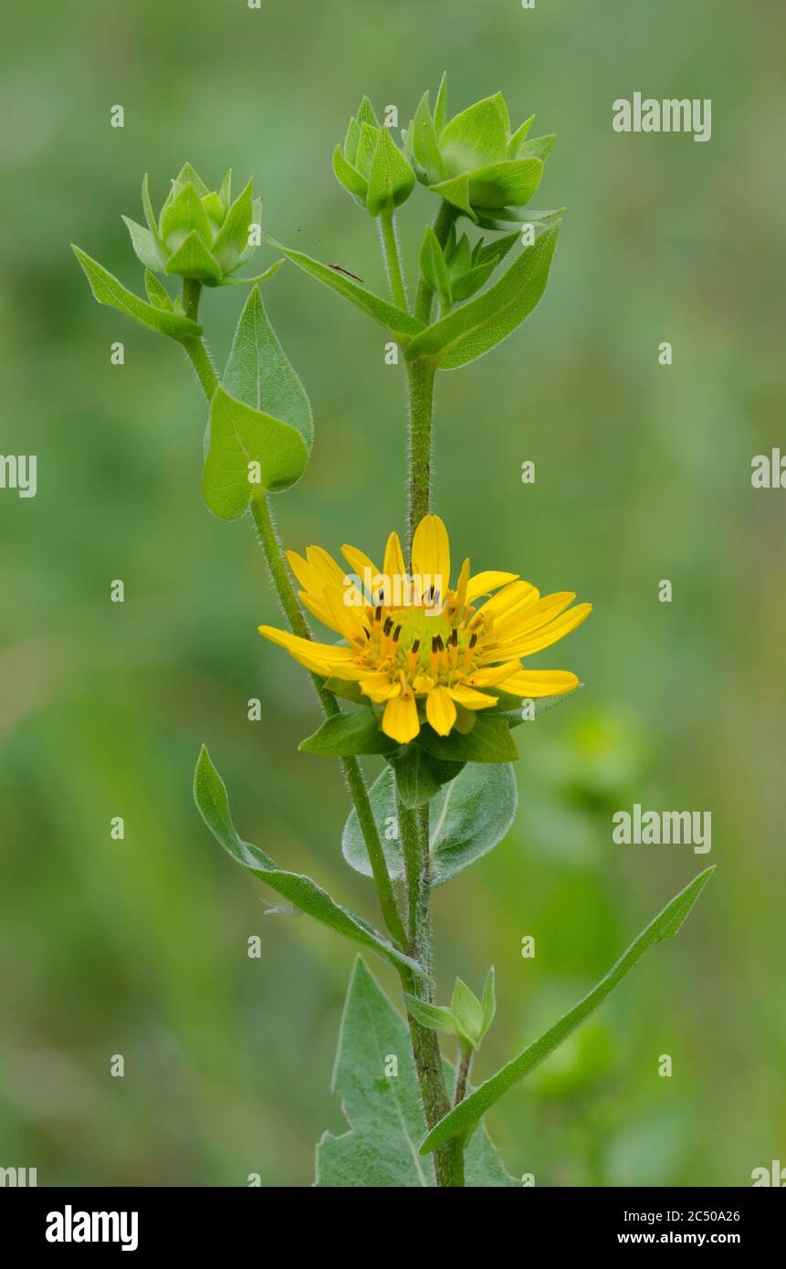Rosinweed hi-res stock photography and images - Alamy