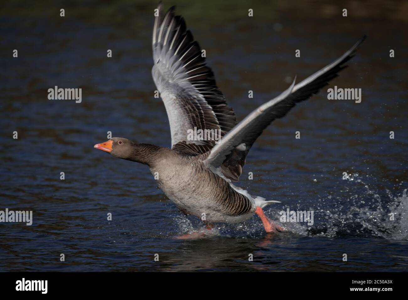 A common Greylag Goose taking off to flight from water Stock Photo - Alamy