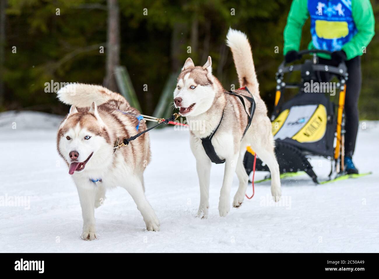 Husky sled dog racing. Winter dog sport sled team competition. Siberian ...