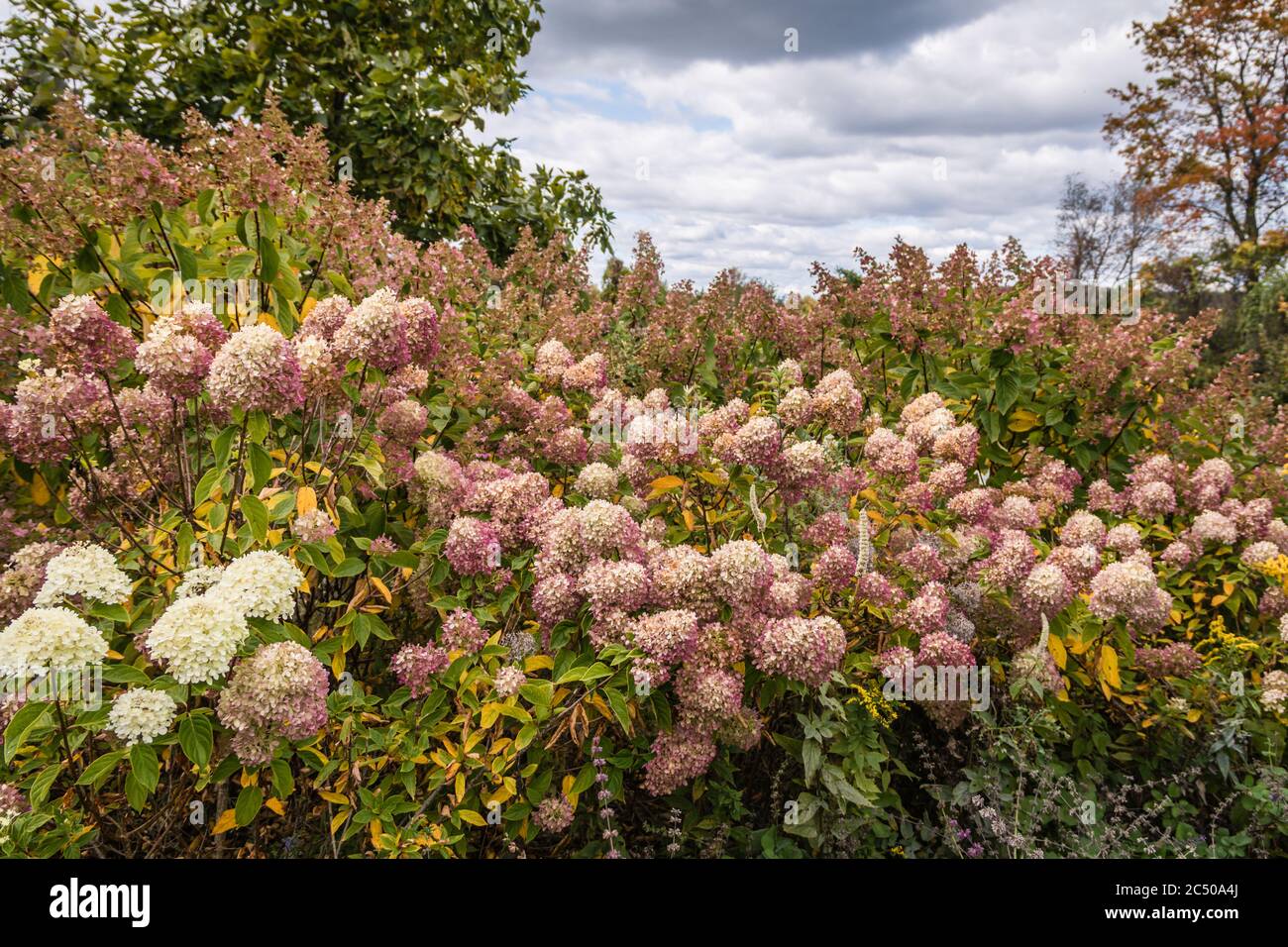 Pink feet field hi-res stock photography and images - Alamy