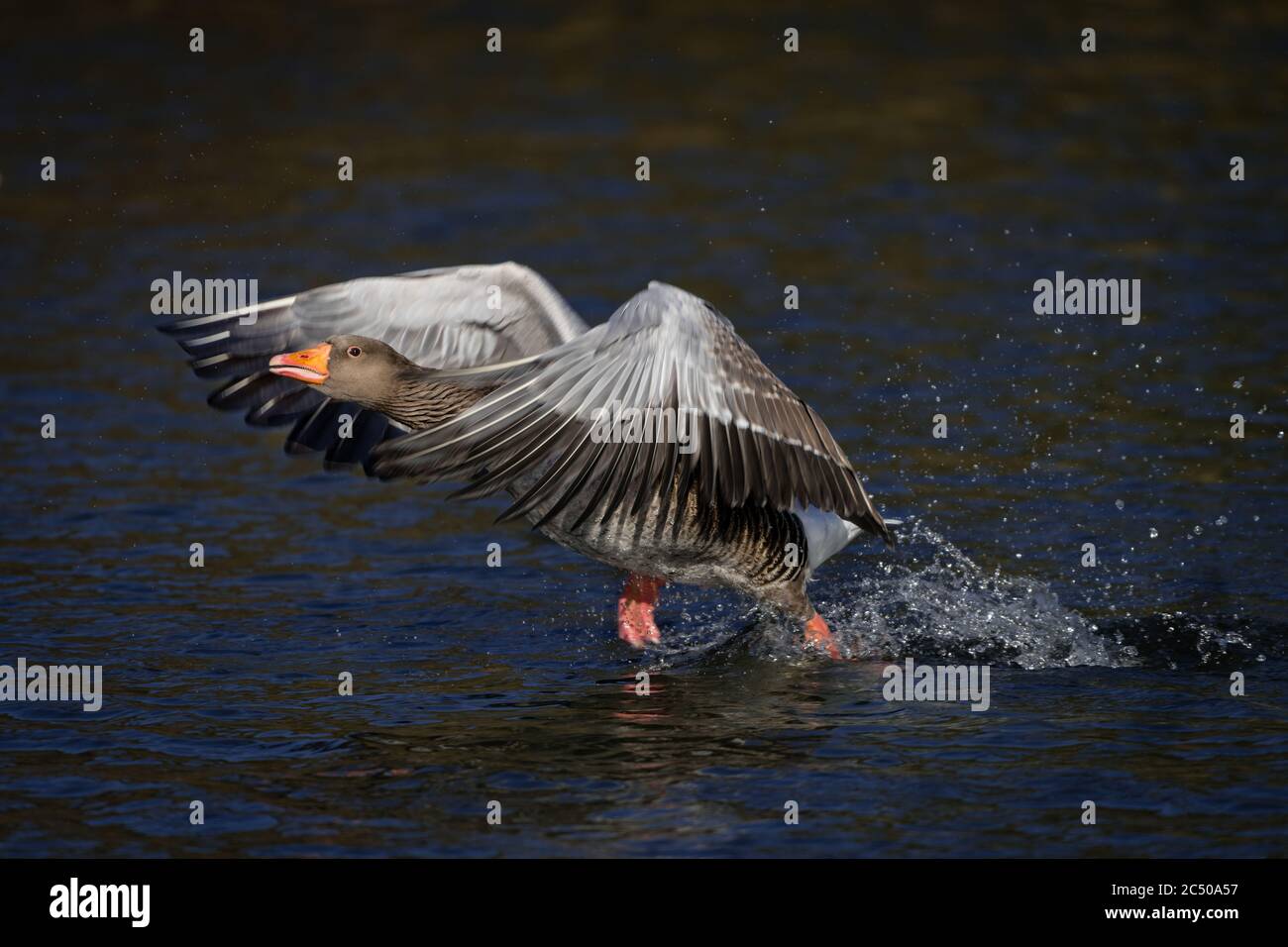 Grey goose waterfowl hi-res stock photography and images - Alamy