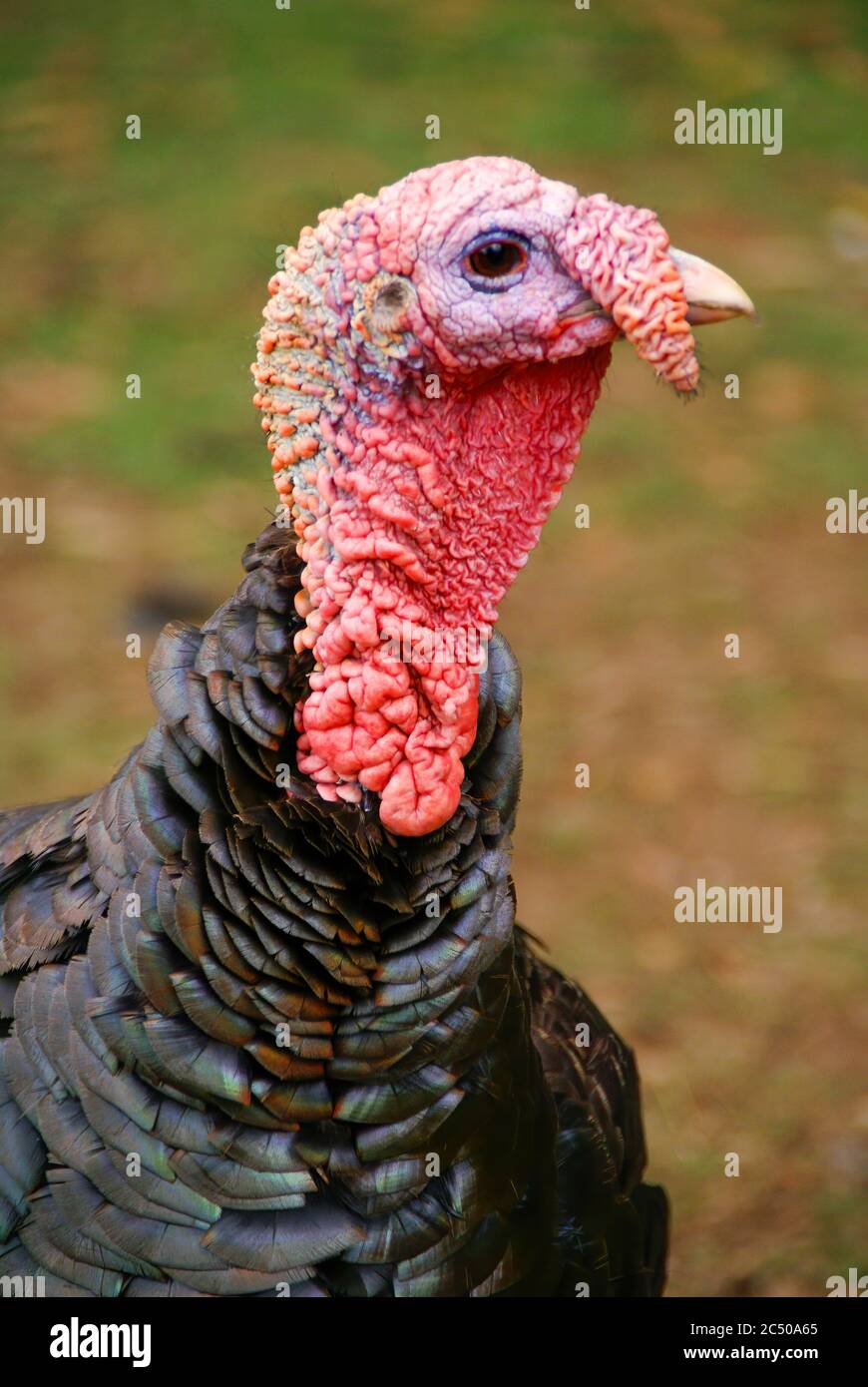 Displaying male turkey hi-res stock photography and images - Alamy