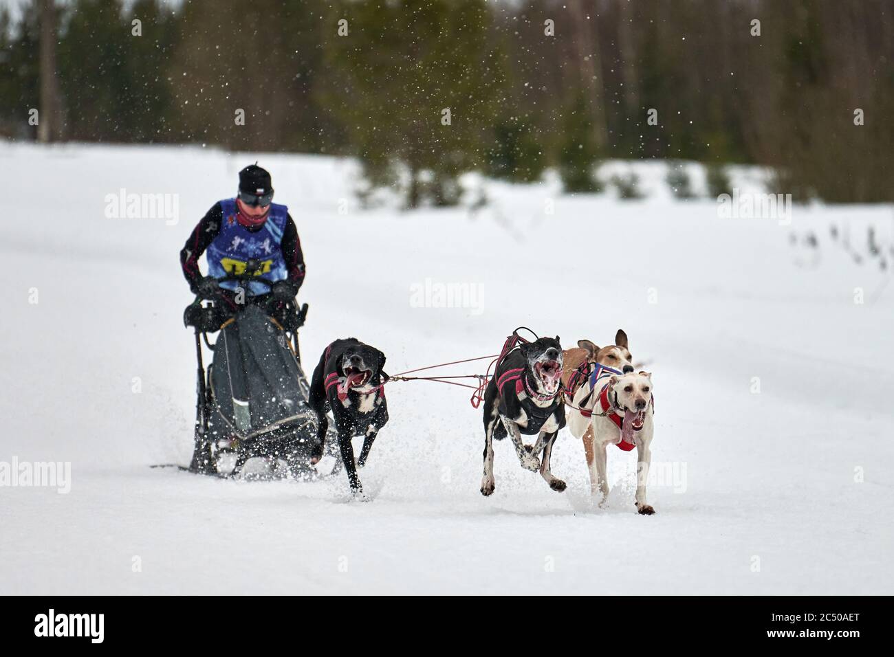 Winter sled dog racing. Dog sport sled team competition. Pointer dogs ...