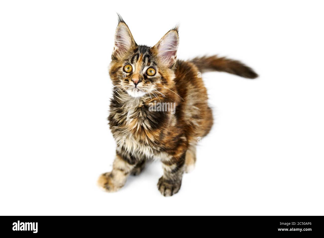 Tortoiseshell Maine coon kitten, isolated. Cute maine-coon cat on white ...