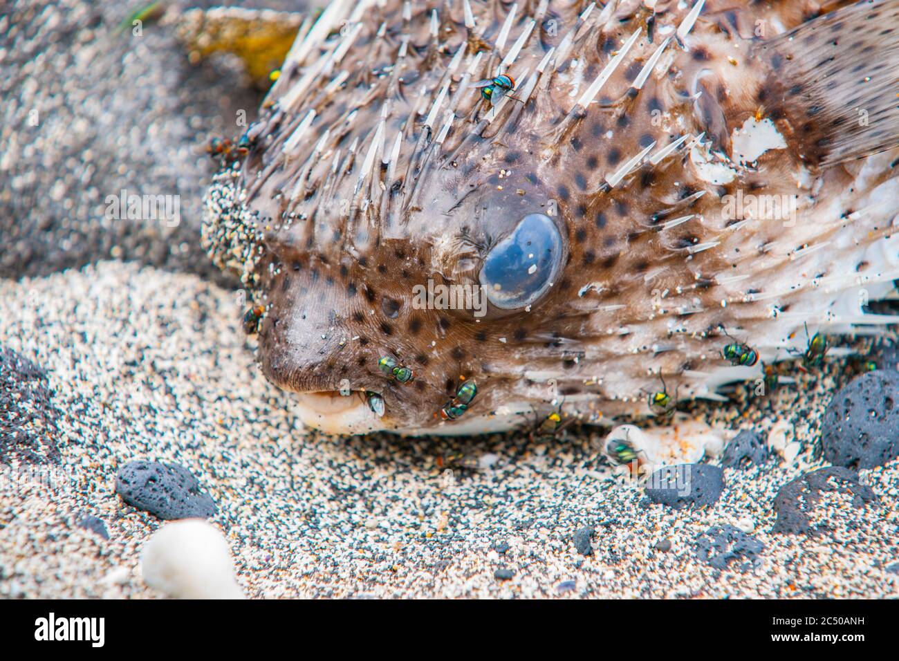 Spiny porcupine fish washup and inflated on beach with green flies ...