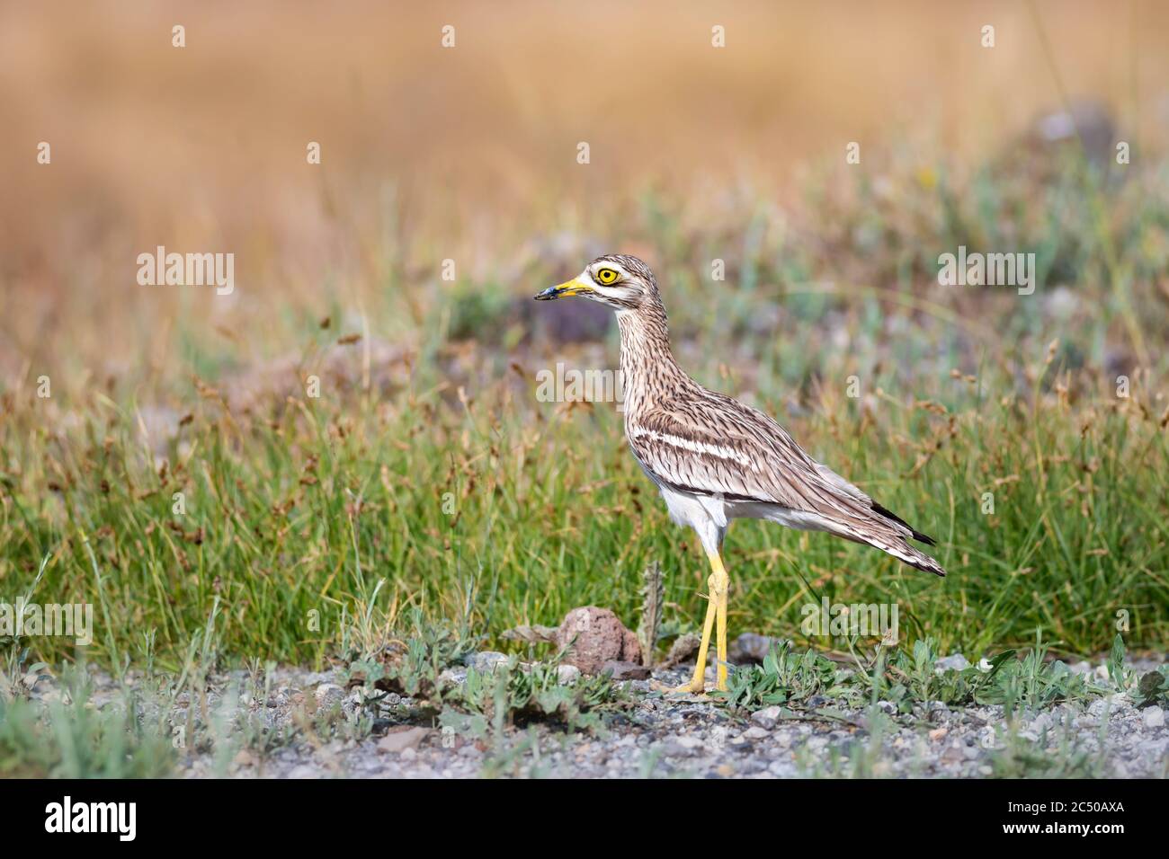Nature and bird. Yellow green nature habitat background. Bird: Eurasian ...