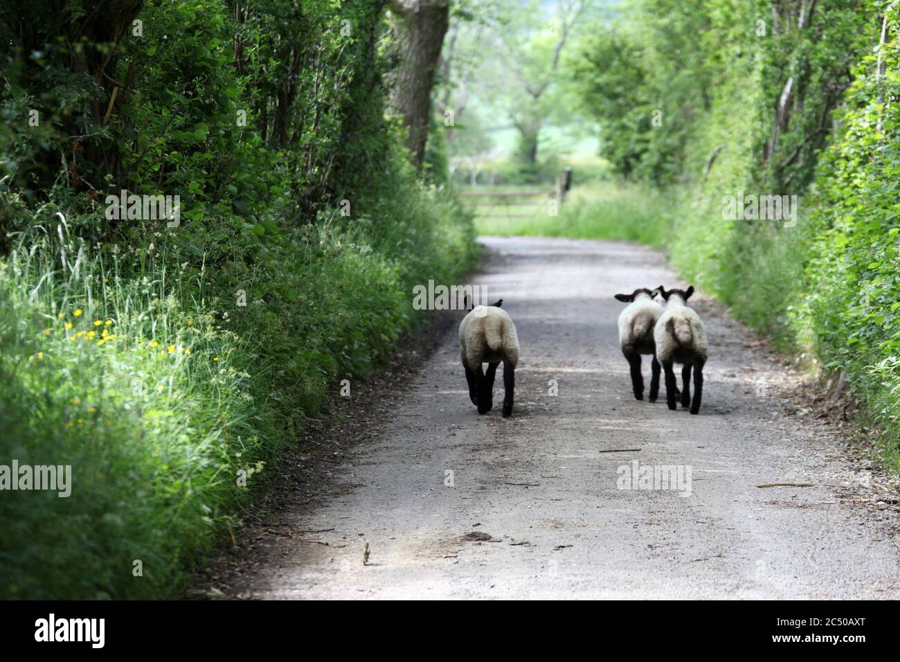 Lost sheep hi-res stock photography and images - Alamy
