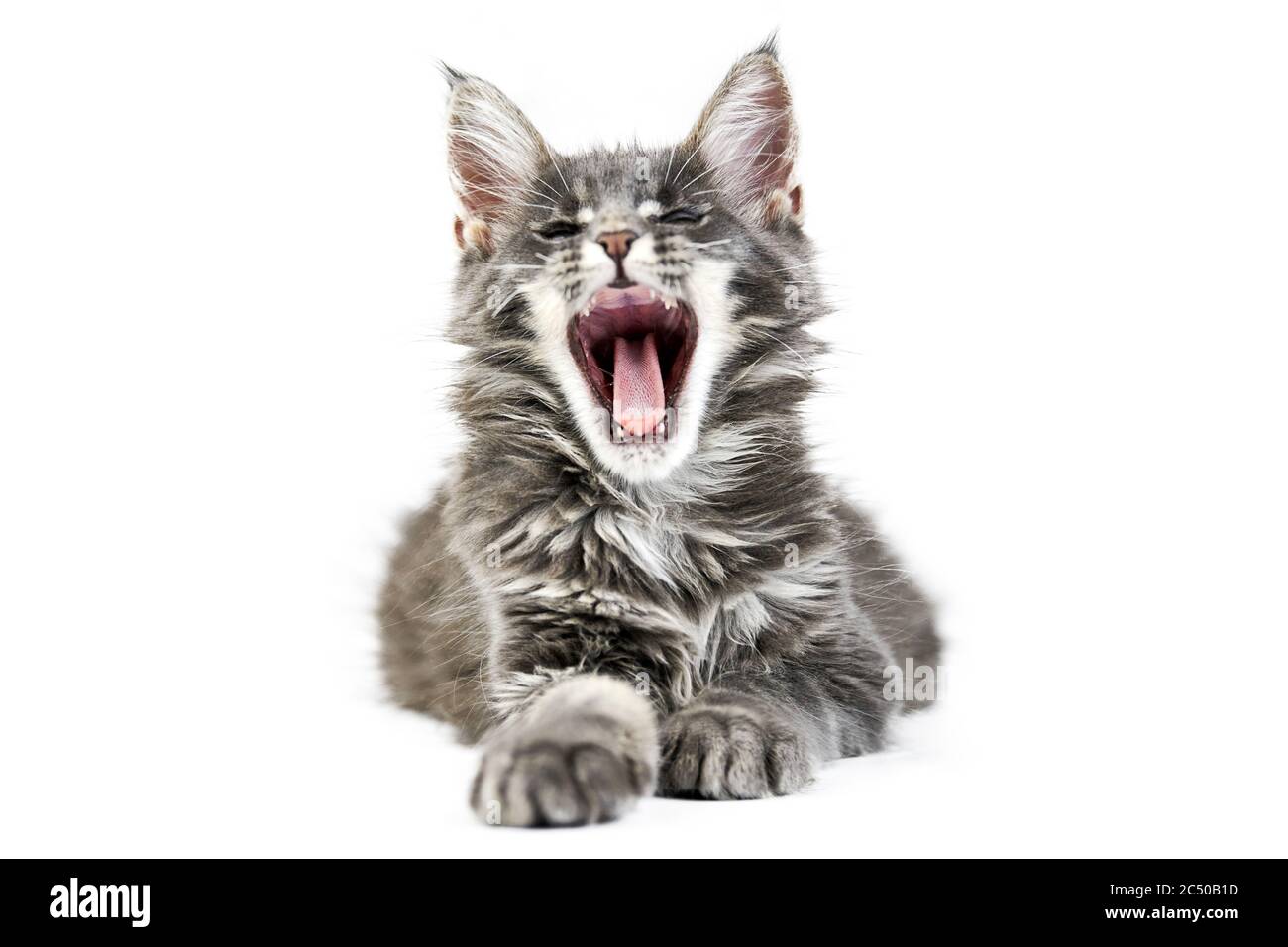 Meowing Maine coon kitten, isolated. Cute maine-coon cat on white ...