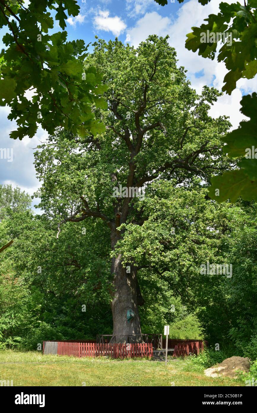 The trunk and branches of an old oak tree viewed from below. Crown of ...