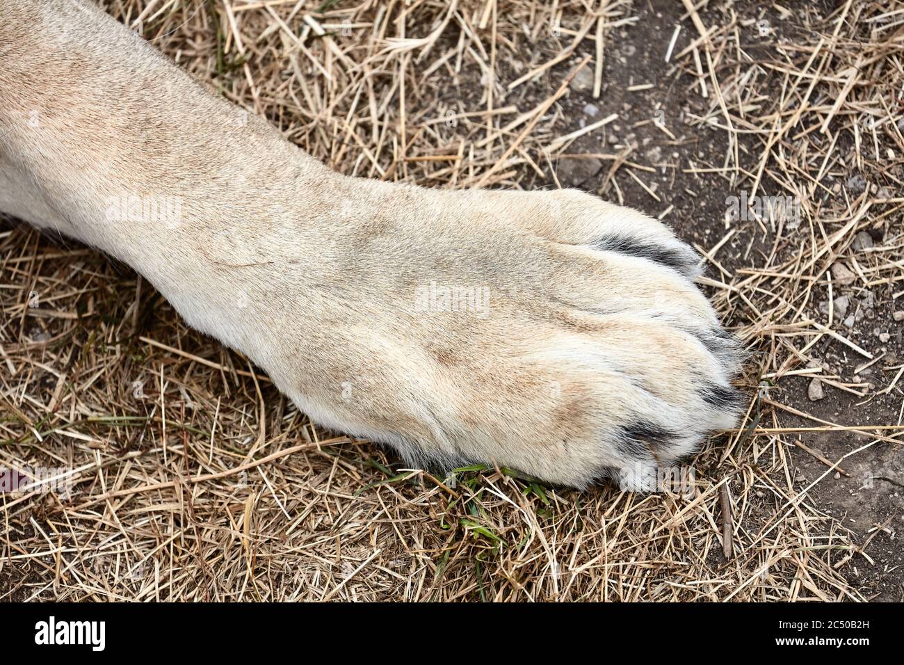 Lion‘s big paws Stock Photo - Alamy