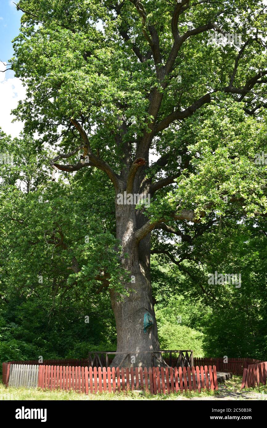 The trunk and branches of an old oak tree viewed from below. Crown of ...