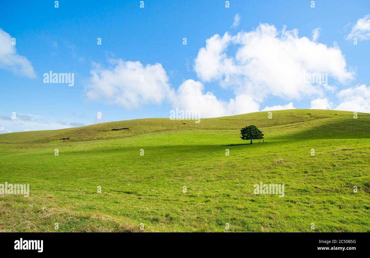 One tree in distance in wide green landscape under blue sky.11 Stock ...