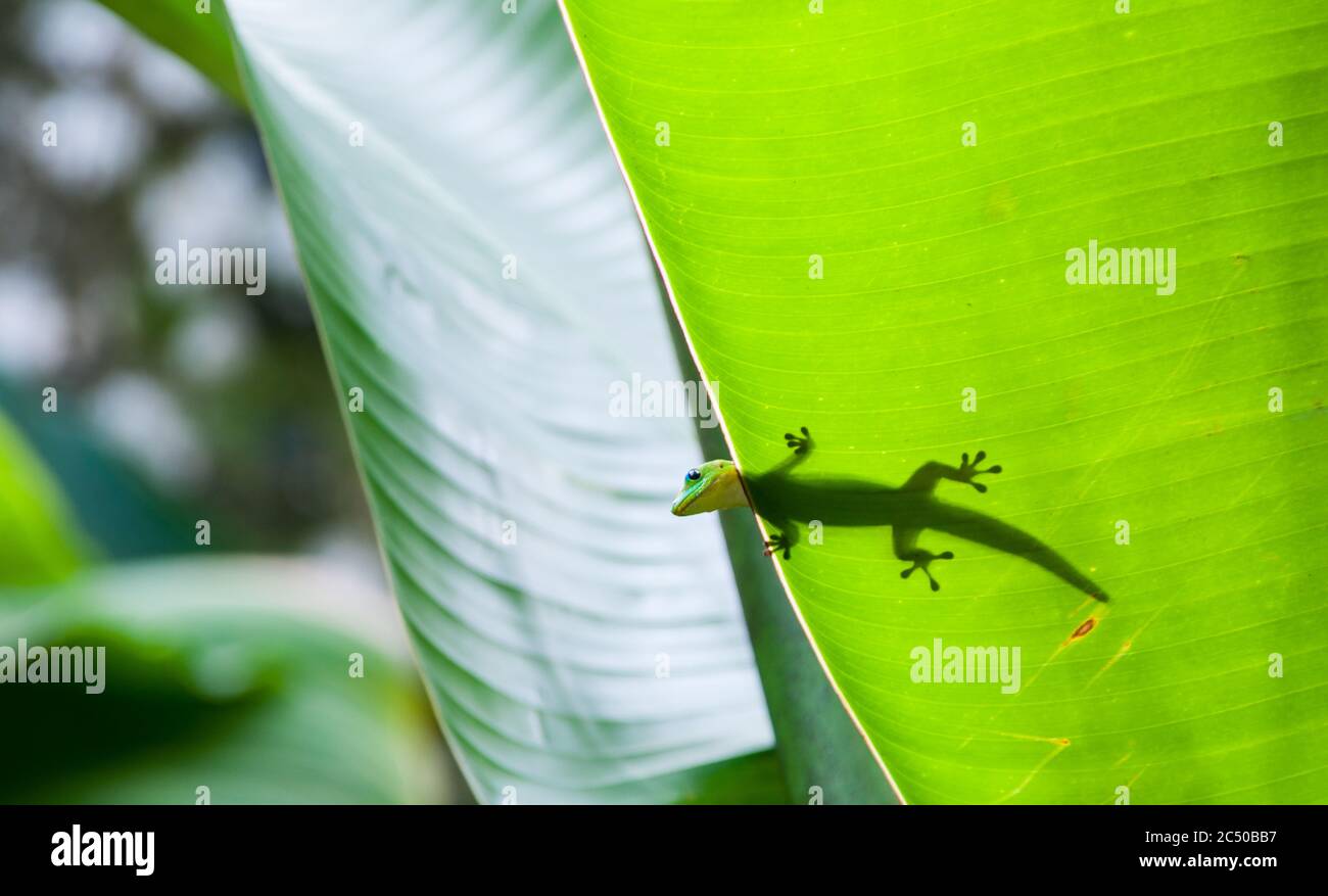 Poking head over hi-res stock photography and images - Alamy