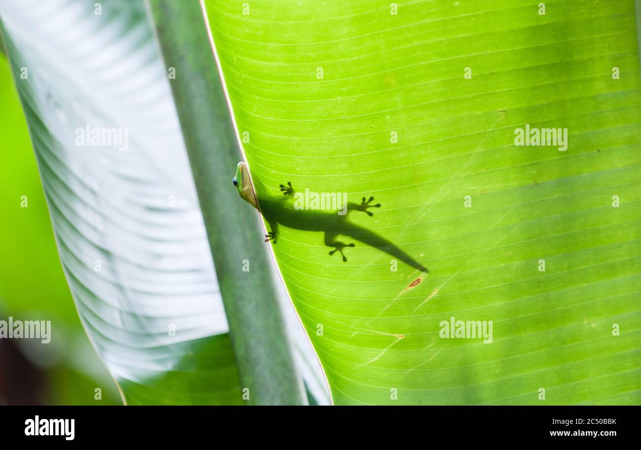 Poking head over hi-res stock photography and images - Alamy