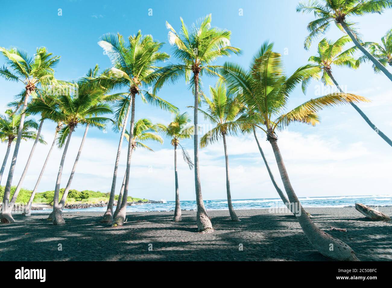 Grove of tropical coconut palm trees on island beach in idyllic scene ...