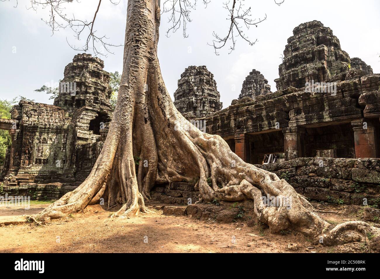 Banyan tree roots in Banteay Kdei temple is Khmer ancient temple in ...