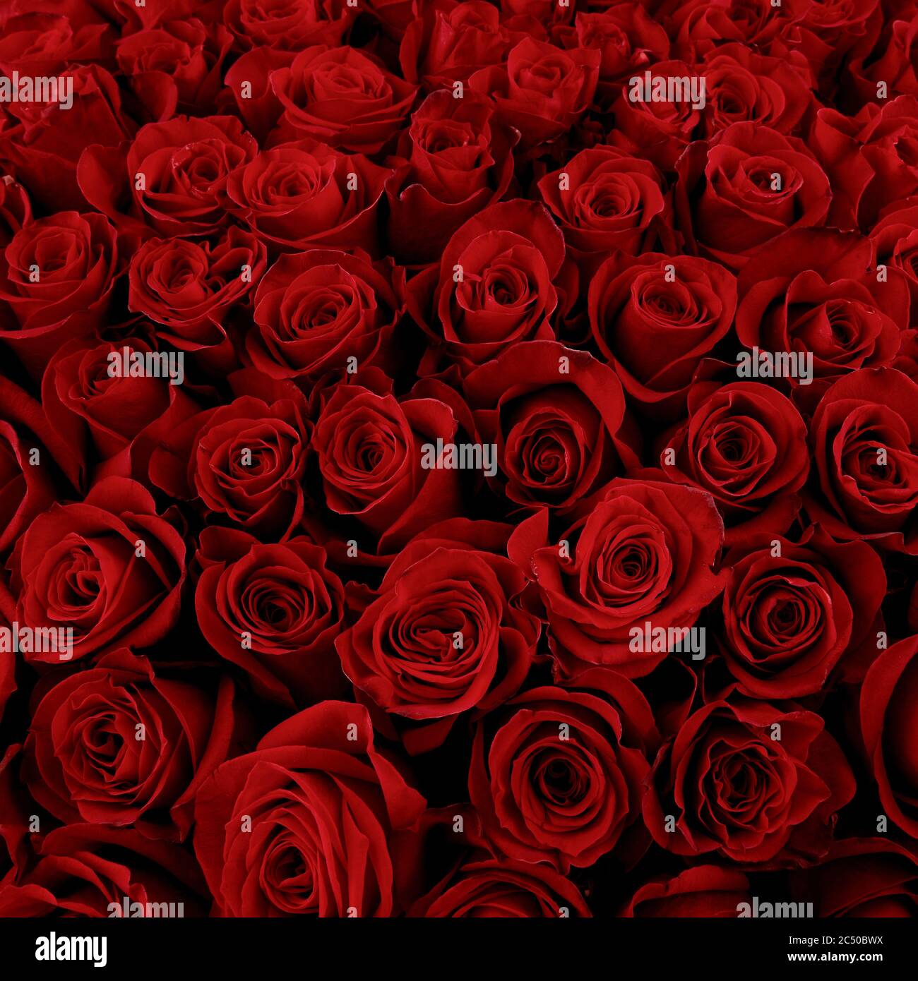 Natural red roses background. Color of the holiday. Gift to a woman ...