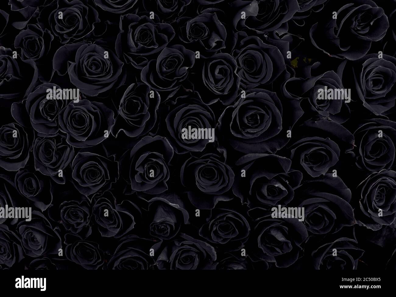 Beautiful black roses. floral background Stock Photo - Alamy