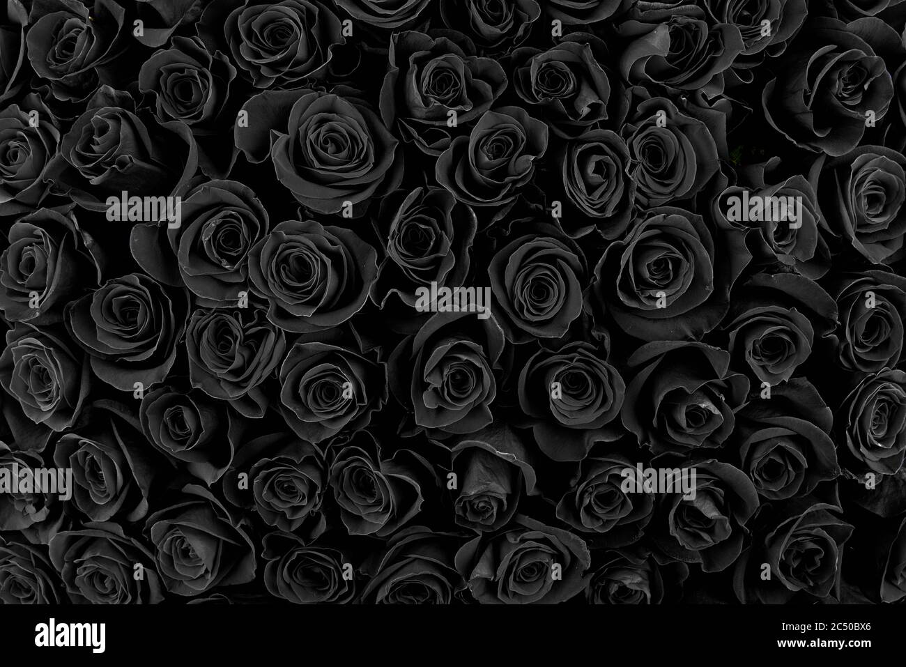 Beautiful black roses. floral background Stock Photo - Alamy