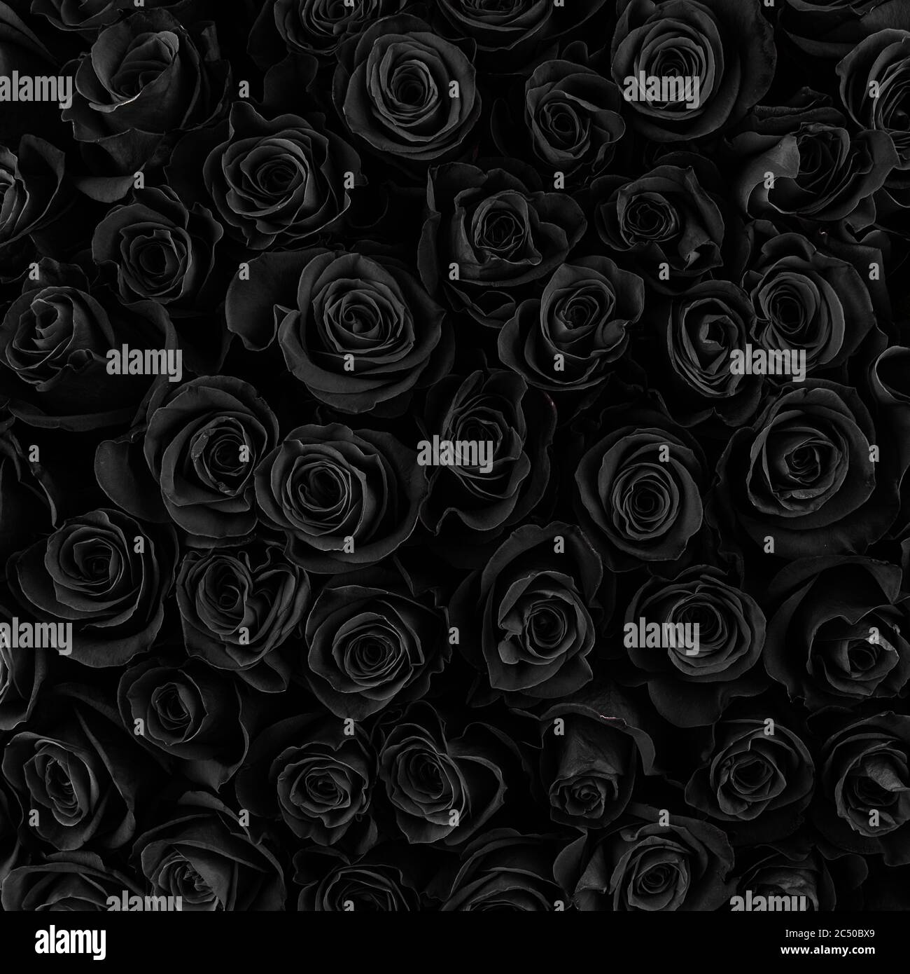 Beautiful black roses. floral background Stock Photo - Alamy