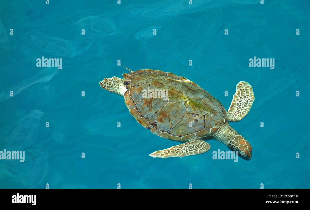Leatherback Sea Turtle Stock Photo - Alamy
