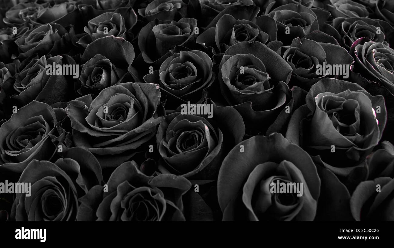 Beautiful black roses. floral background Stock Photo - Alamy