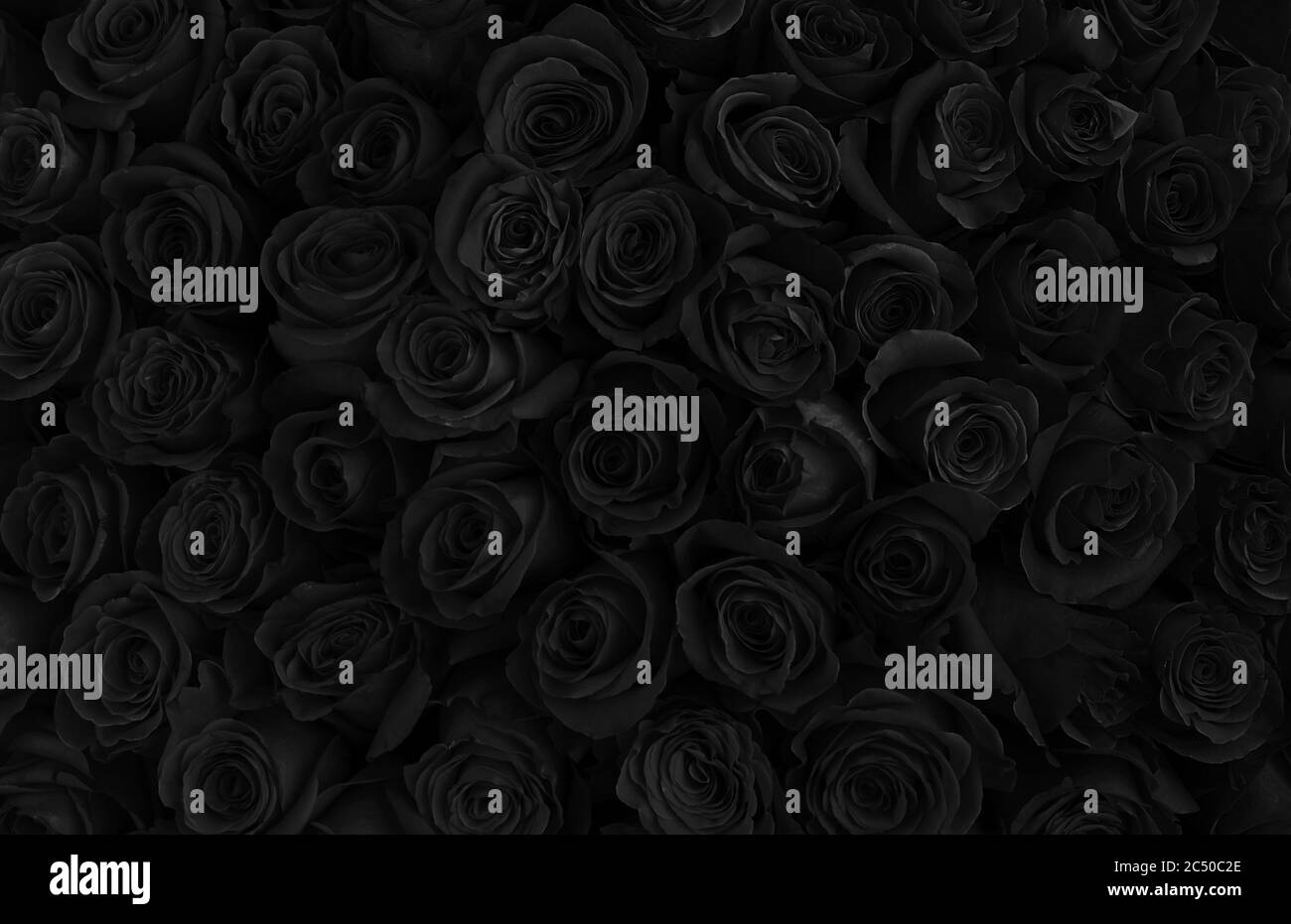 beautiful black roses. floral background Stock Photo - Alamy