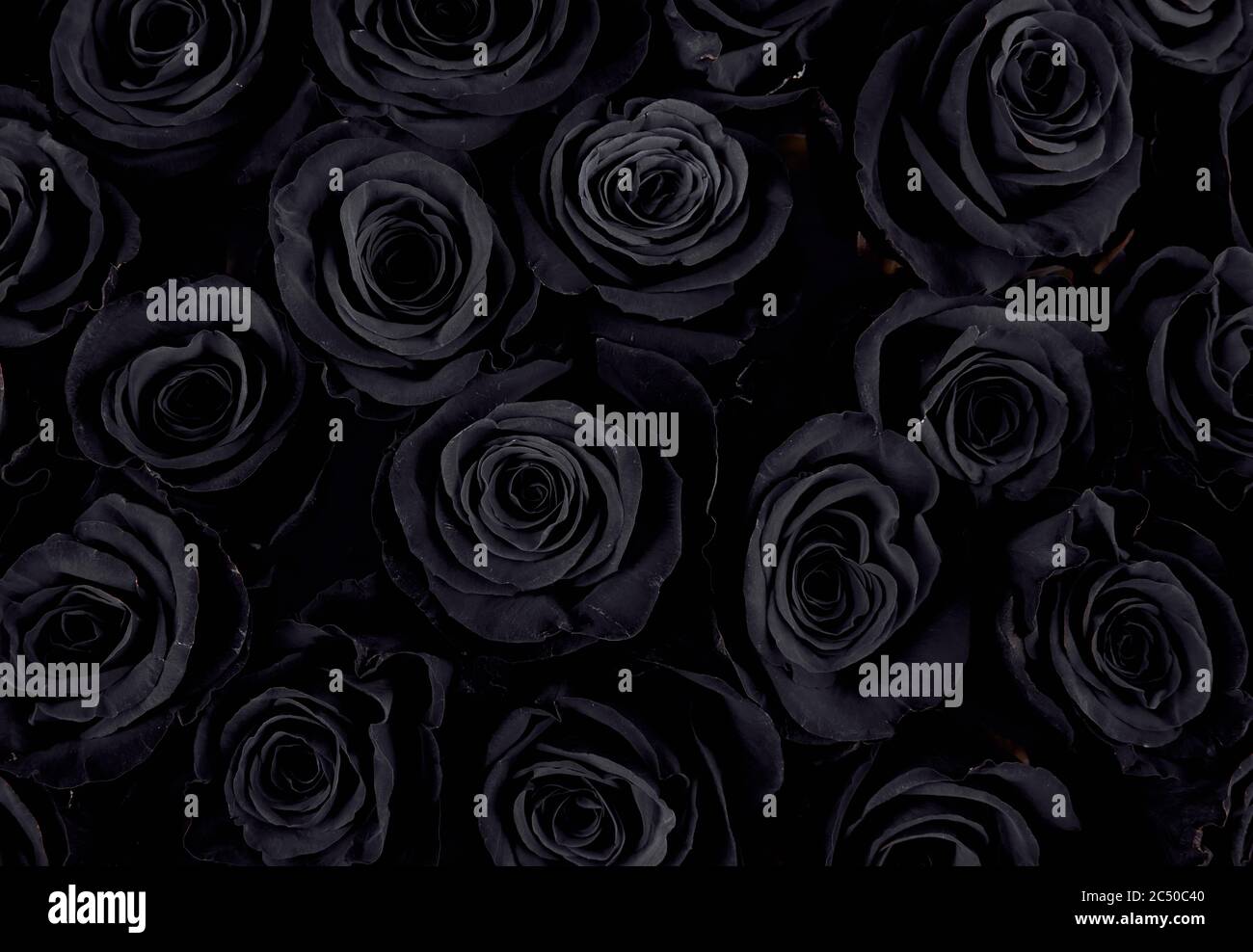 Beautiful black roses. floral background Stock Photo - Alamy
